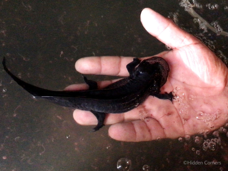 The 'Floating Gardens' of Xochimilco | Hidden Corners